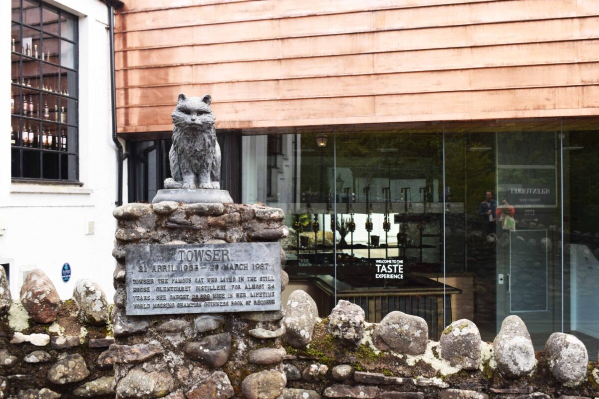 The Distillery Cat - The Scotch Whisky Experience
